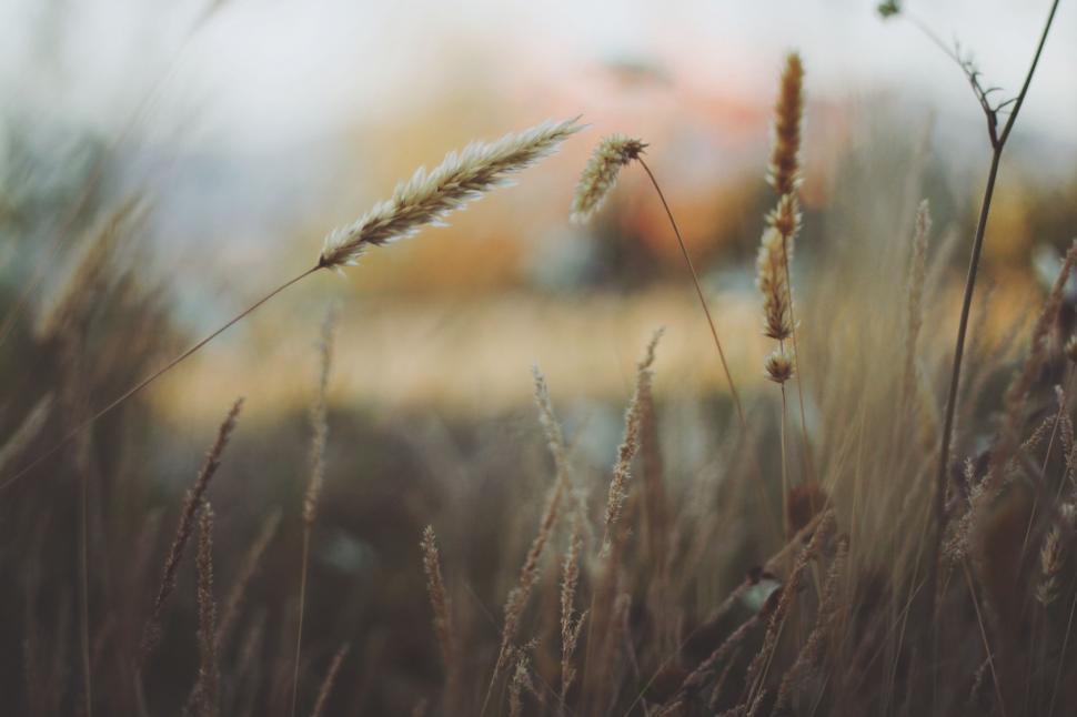 Free Stock Photo of Blurry Field With School Bus in Background ...