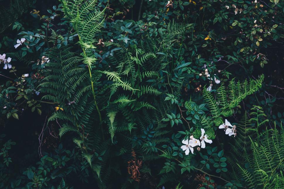 Free Stock Photo of Cluster of Various Plants Growing Together ...