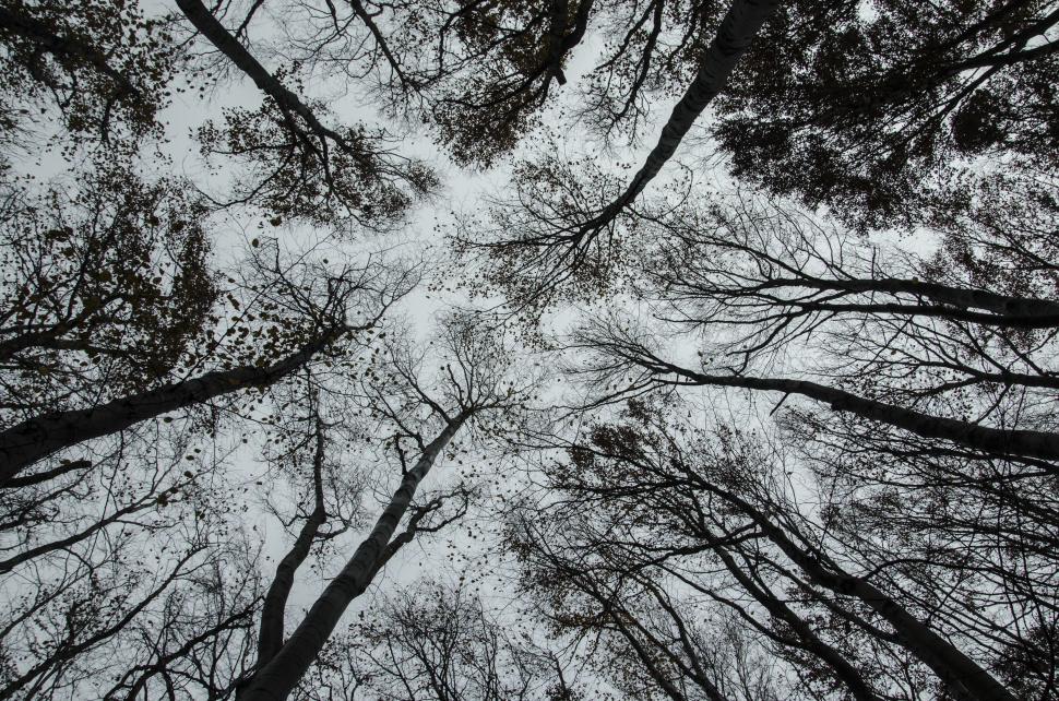 Free Stock Photo of Looking Up at the Tops of Tall Trees | Download ...