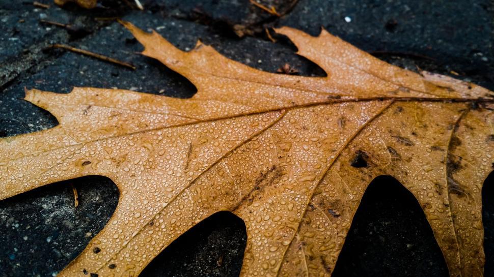 Free Stock Photo of Close Up of a Leaf on the Ground | Download Free ...