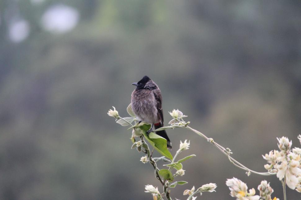 Free Stock Photo of Bird Sitting on Branch With White Flowers ...