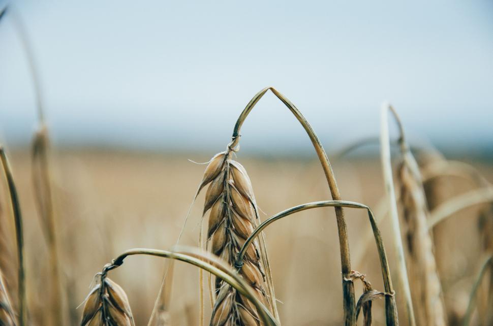 Free Stock Photo of Close Up of a Field of Wheat | Download Free Images ...