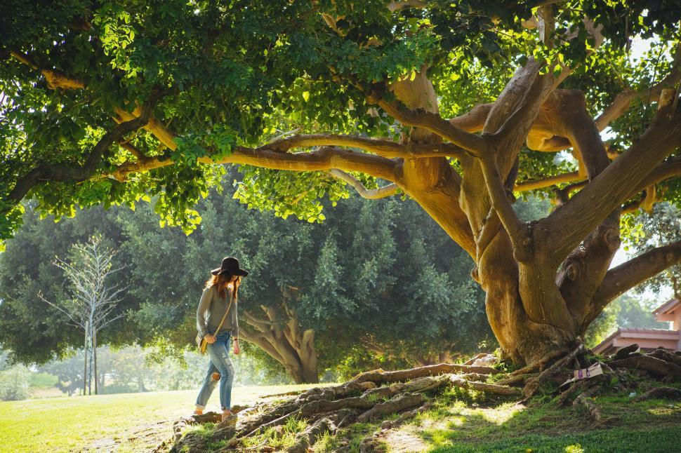 Free Stock Photo of Man Standing Under Large Tree in Park | Download ...
