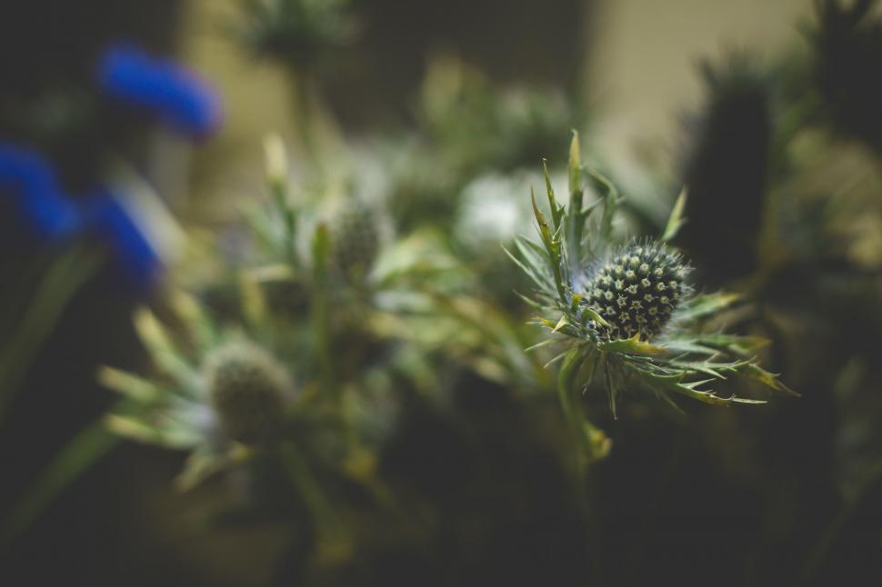 Free Stock Photo of Close Up of Plant With Blurry Background | Download ...