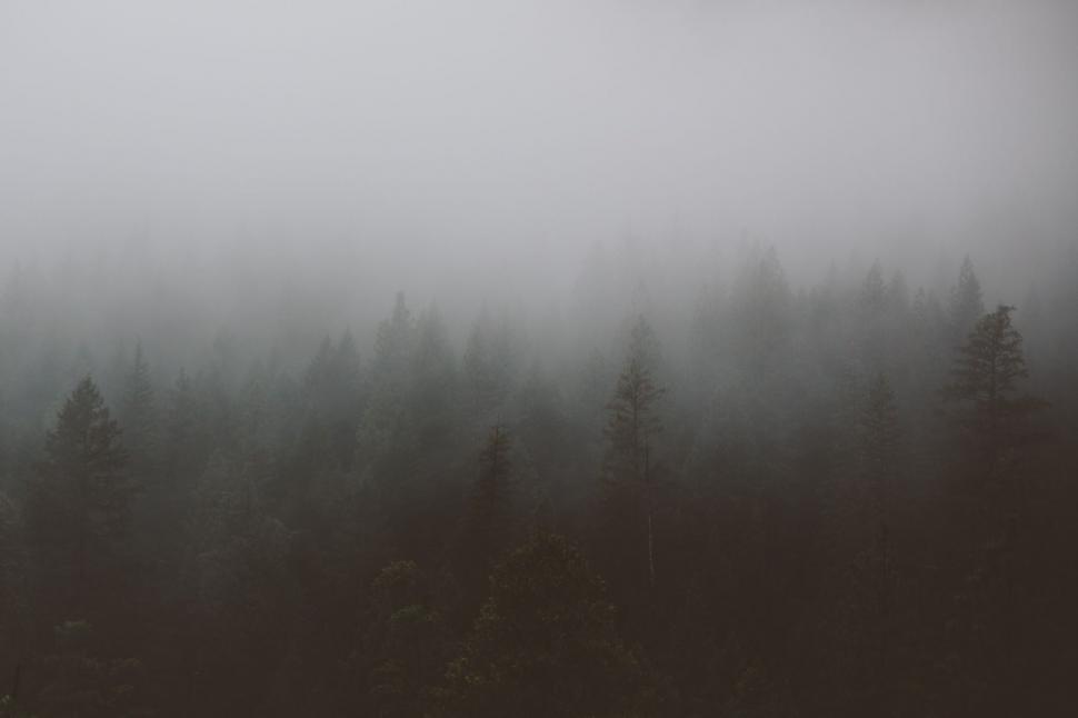 Free Stock Photo of Foggy Forest Landscape in Black and White ...