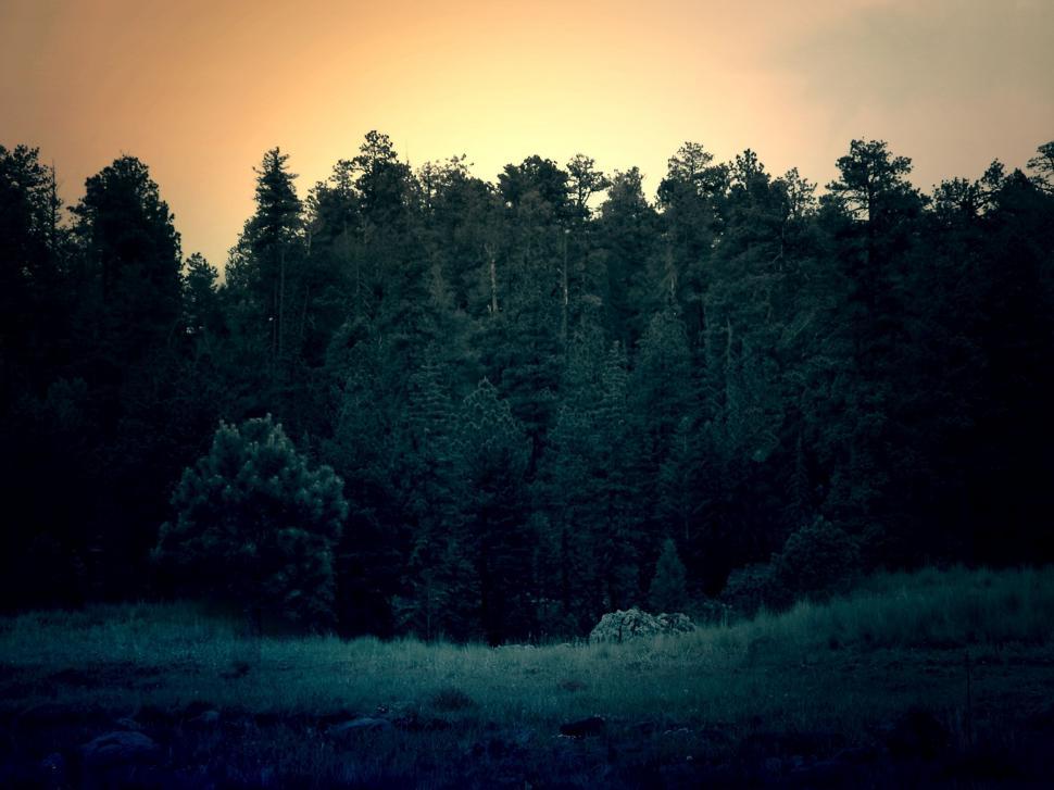Free Stock Photo of Sun Setting Over Trees in Forest | Download Free ...