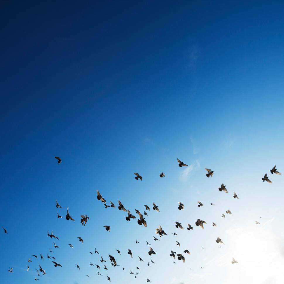 Free Stock Photo of A Flock of Birds Flying Through a Blue Sky ...