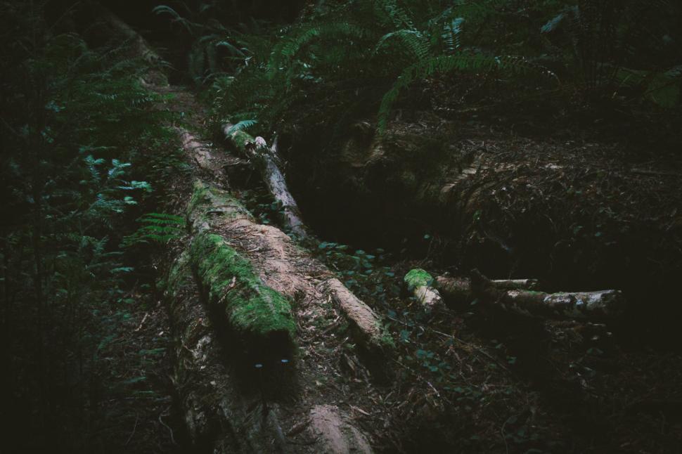 Free Stock Photo of Fallen Tree in Black and White | Download Free ...