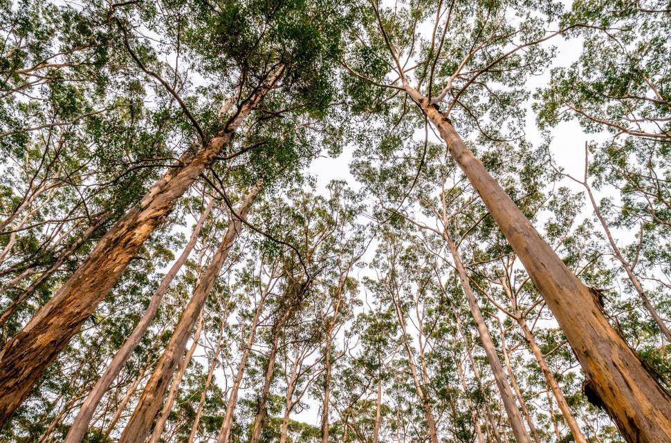 Free Stock Photo of Group of Tall Trees Standing Together | Download ...