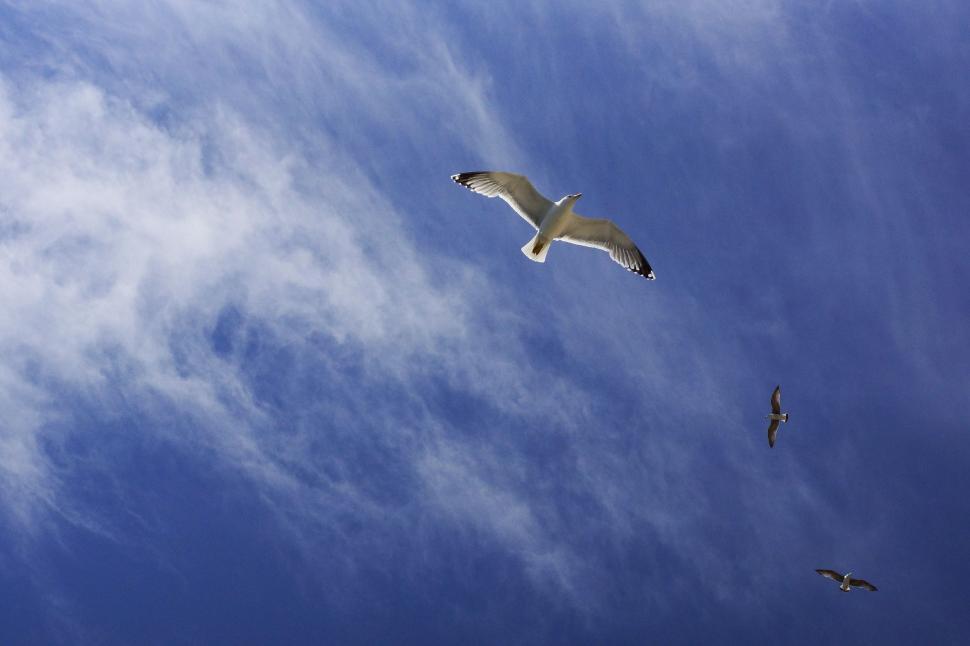 Free Stock Photo of albatross bird sky dive seabird sea ocean wing ...