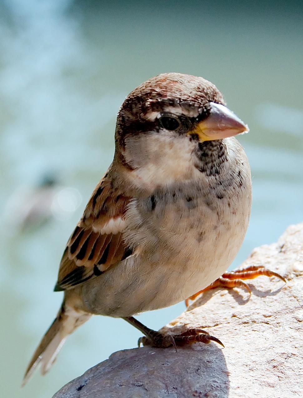 Free Stock Photo of Sparrow | Download Free Images and Free Illustrations