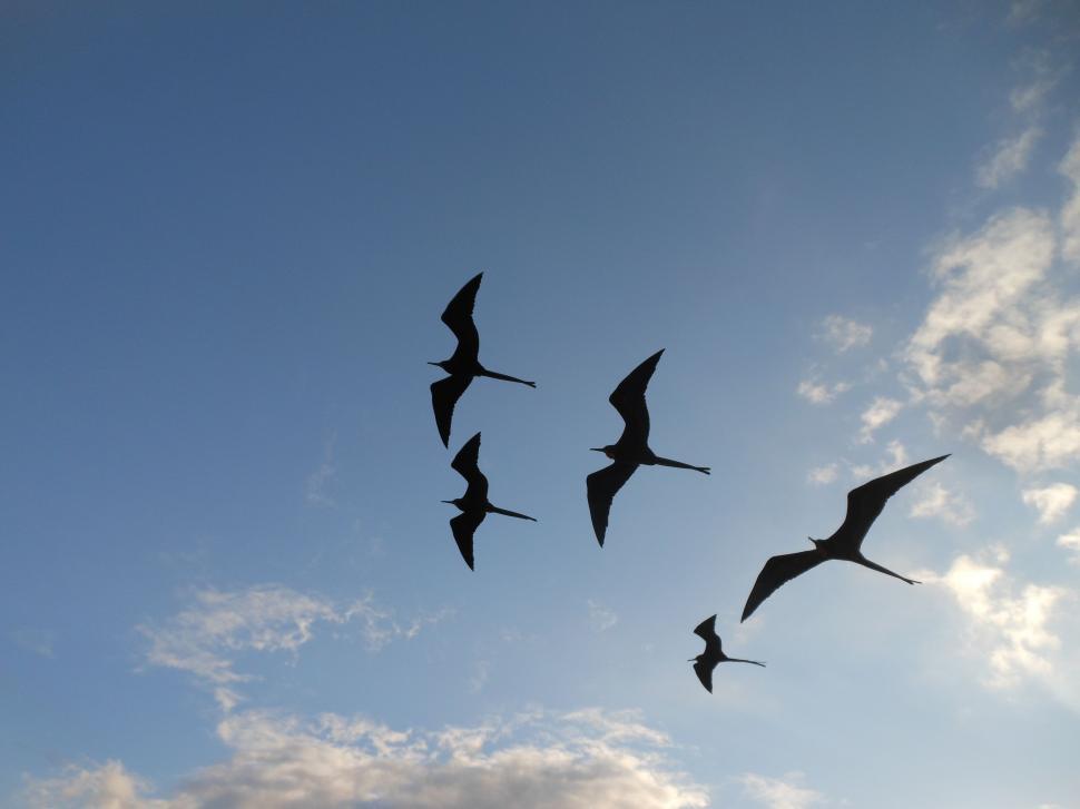 Free Stock Photo of Flock of Birds Flying Through Cloudy Blue Sky ...