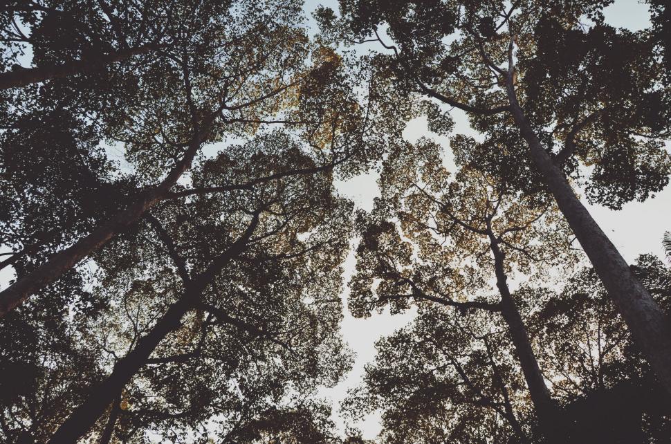 Free Stock Photo of Looking Up at the Tops of Tall Trees | Download ...