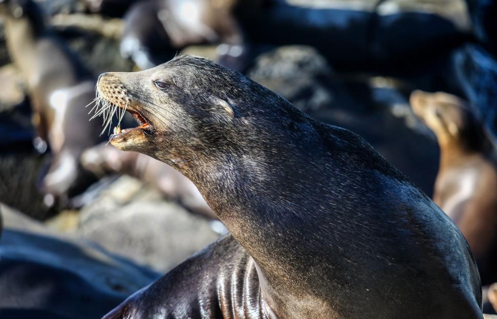 Free Stock Photo of Sea Lion Yawning on Rocks | Download Free Images ...