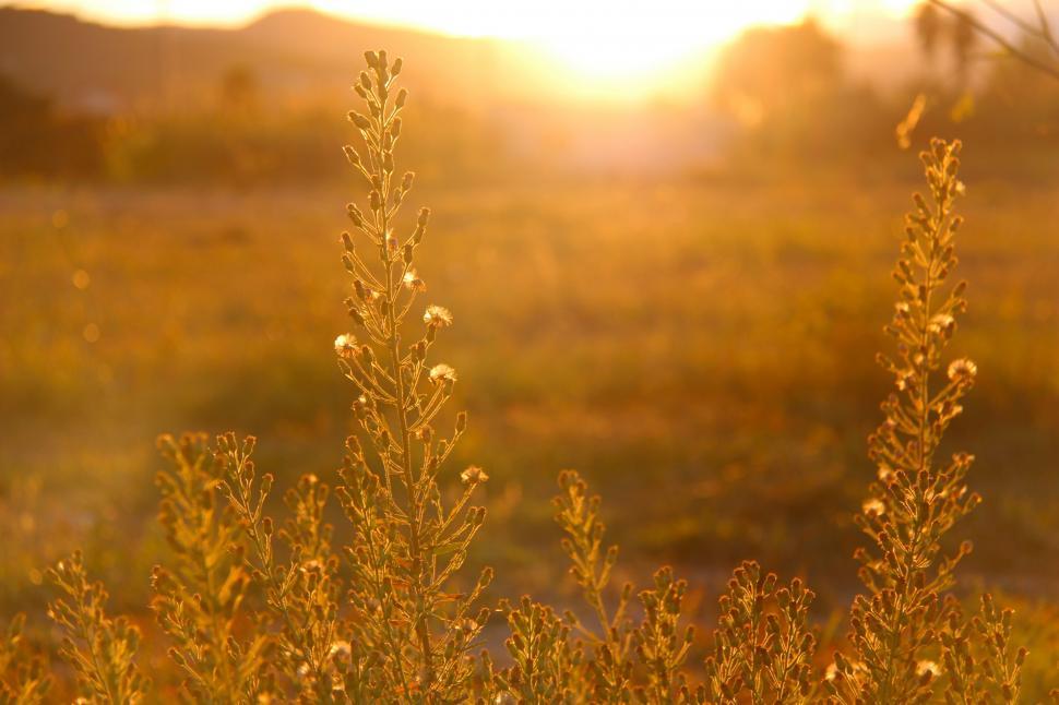 Free Stock Photo of Sun Shining Through Grass in Field | Download Free ...