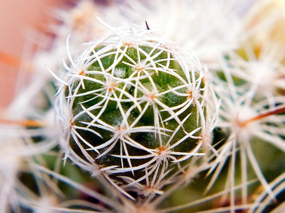 Free Stock Photo of Cactus 3 | Download Free Images and Free Illustrations