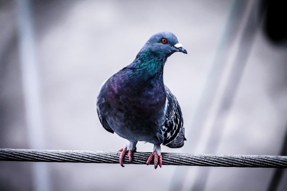 Free Stock Photo of pigeon dove indigo bunting bird bunting | Download ...