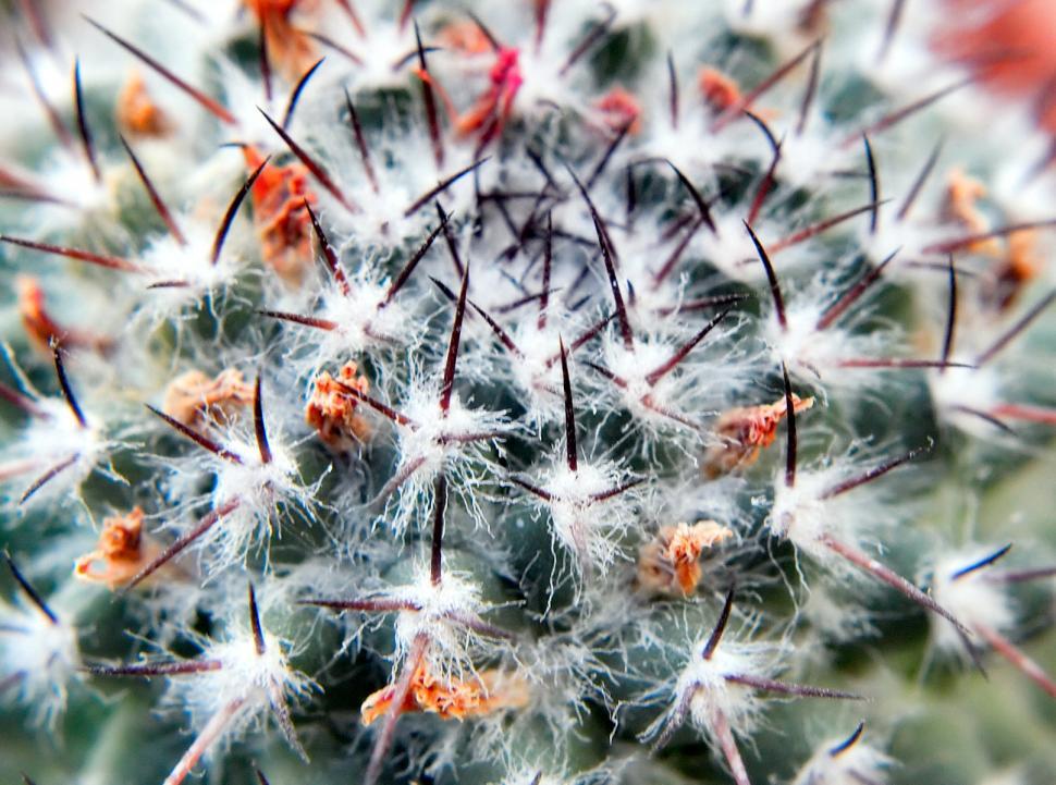 Free Stock Photo of Cactus 4 | Download Free Images and Free Illustrations