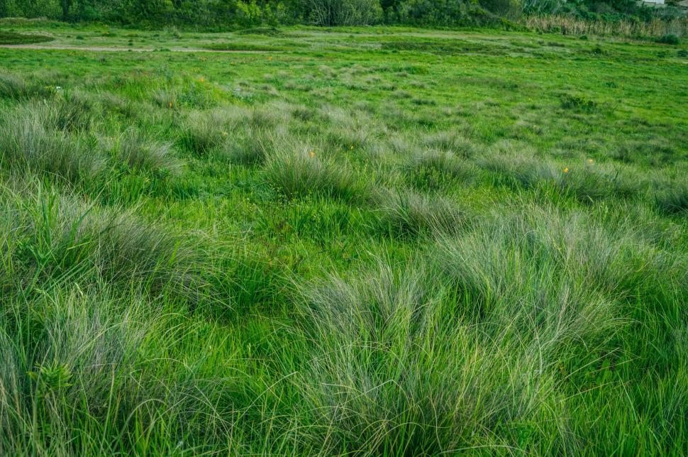 Free Stock Photo of grass field plant summer meadow rice lawn land ...
