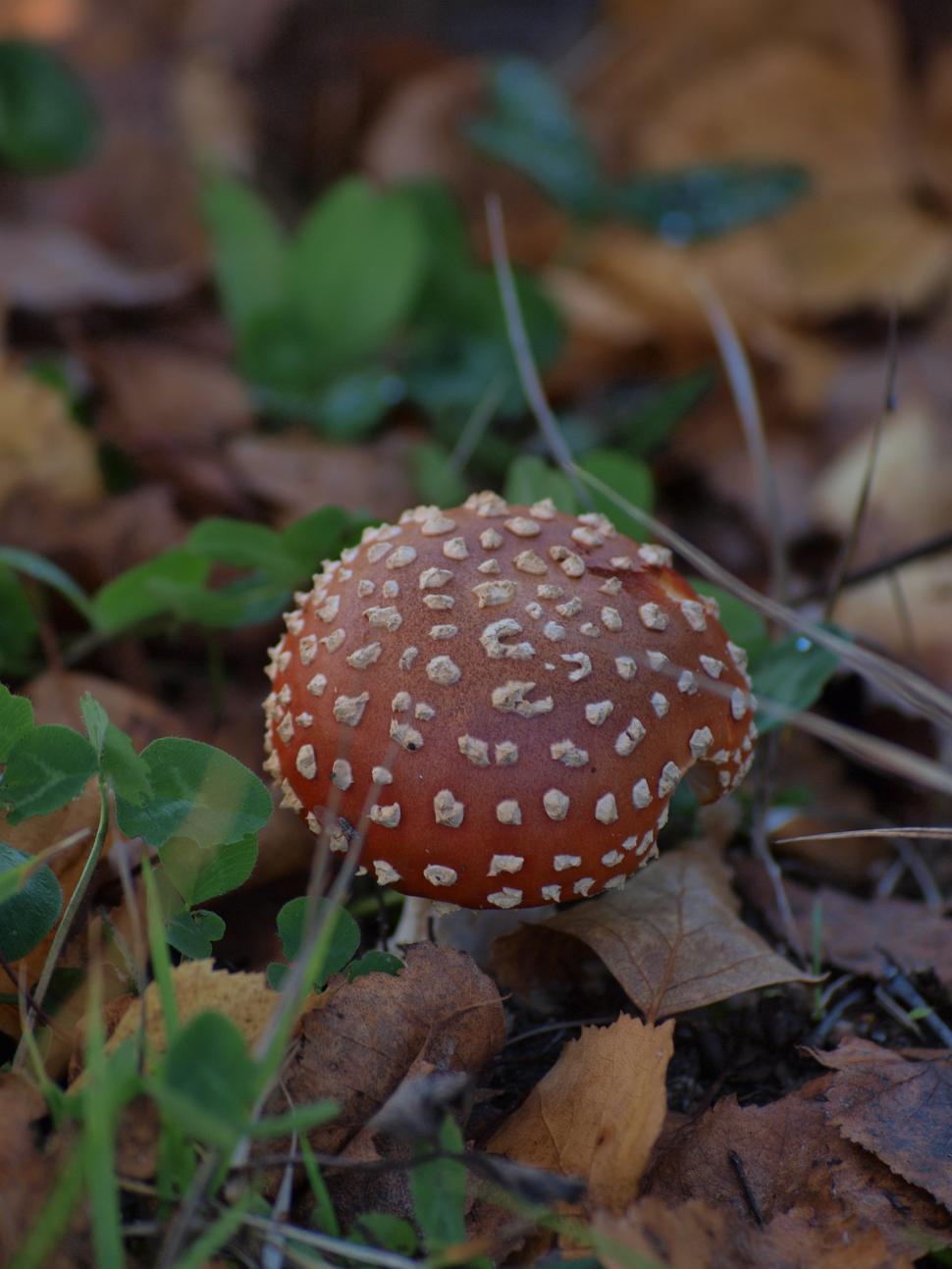Free Stock Photo of Fungus | Download Free Images and Free Illustrations