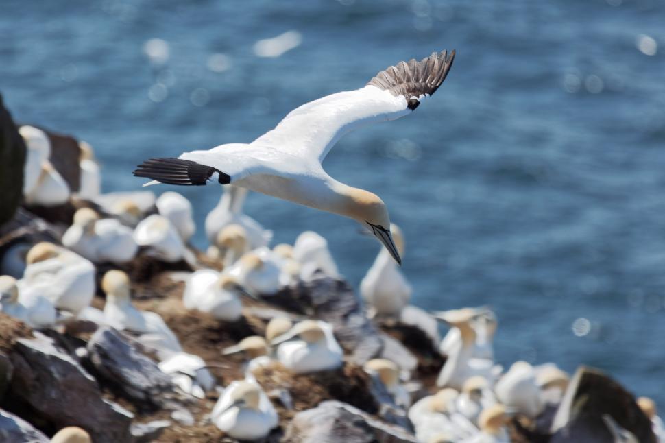 Free Stock Photo of Northern Gannet flying above other Gannets ...