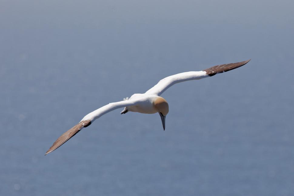 Free Stock Photo of Northern Gannet in flight | Download Free Images ...