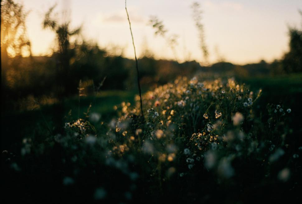 Free Stock Photo of Blurry Field of Flowers | Download Free Images and ...