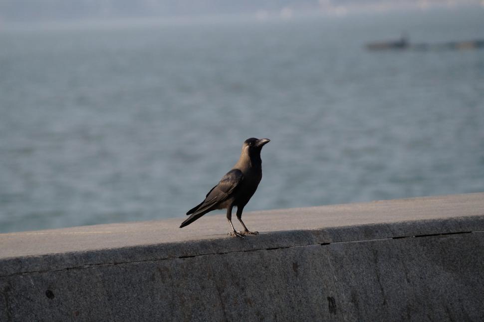 Free Stock Photo of Bird Standing on Ledge by Water | Download Free ...