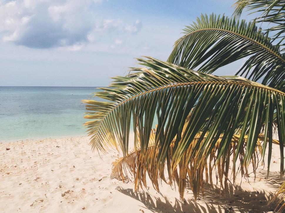 Free Stock Photo of Palm Tree on Beach With Ocean Background | Download ...