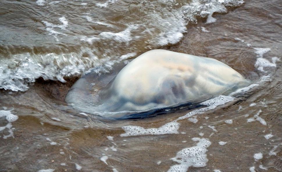 Free Stock Photo of Jellyfish Washed up | Download Free Images and Free ...