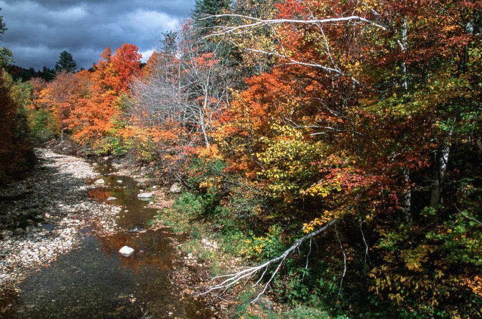 Free Stock Photo of Northern Deciduous Forest | Download Free Images ...