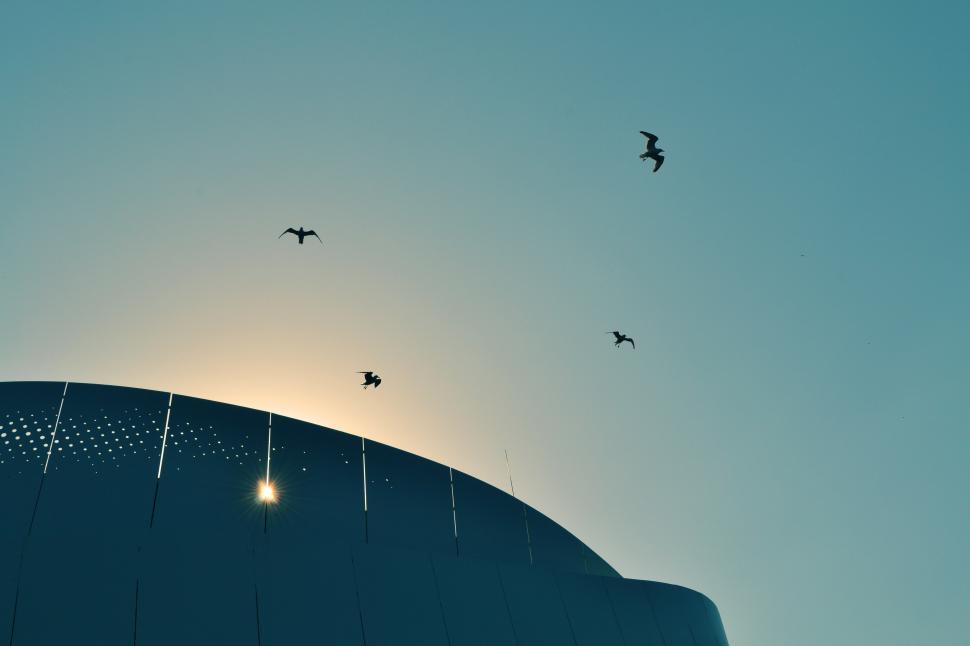 Free Stock Photo of Birds Flying in the Sky Over a Building | Download ...