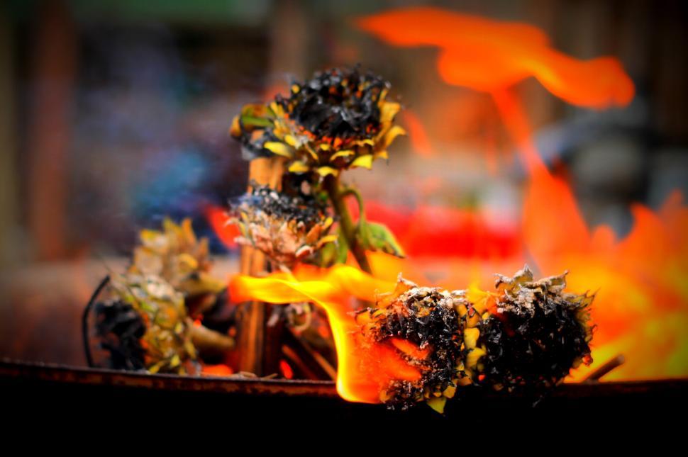 Free Stock Photo of Intense Flames Coming Out of a Fire | Download Free ...
