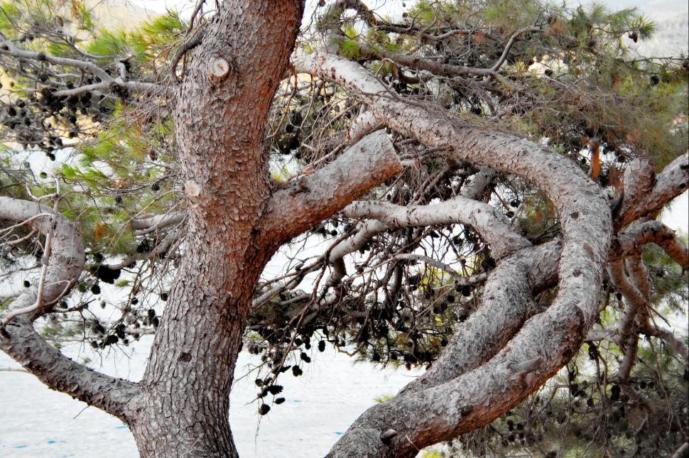 Free Stock Photo of Warped pine | Download Free Images and Free ...