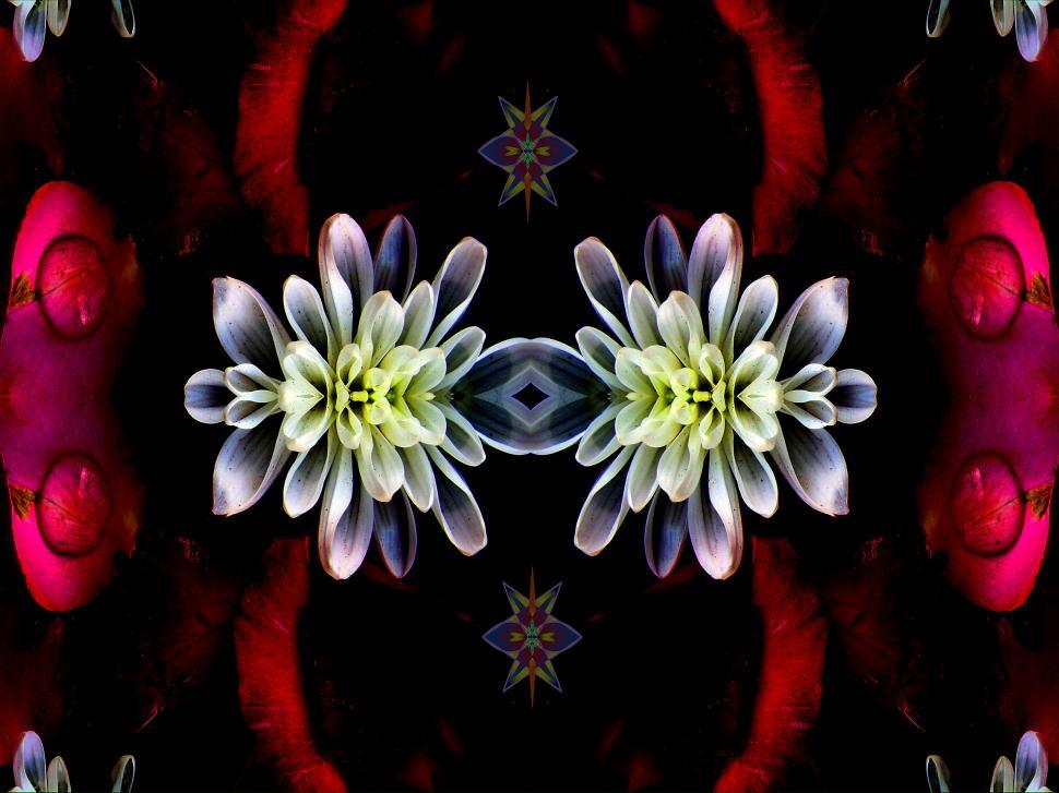 Flower Photo Manipulations Altered Plant Photography Canvas And