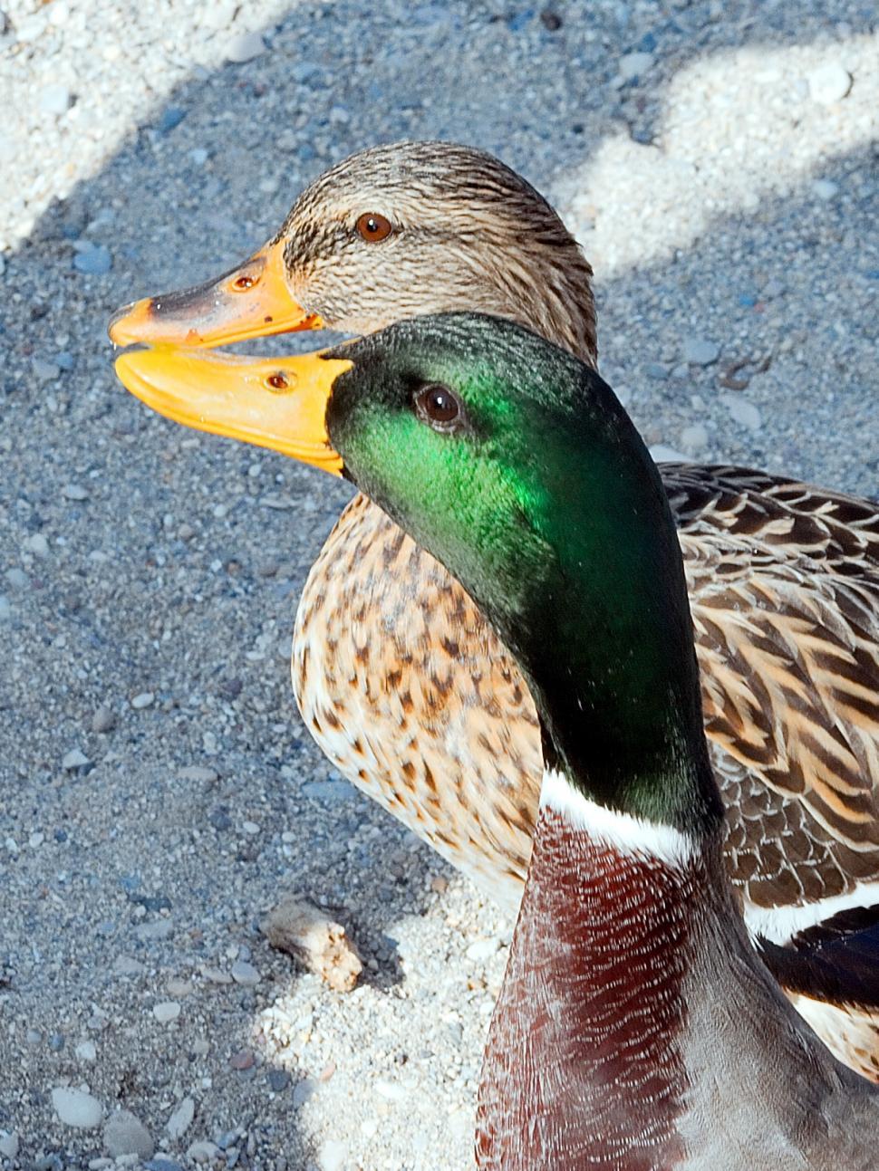 Free Stock Photo of A nice pair | Download Free Images and Free ...