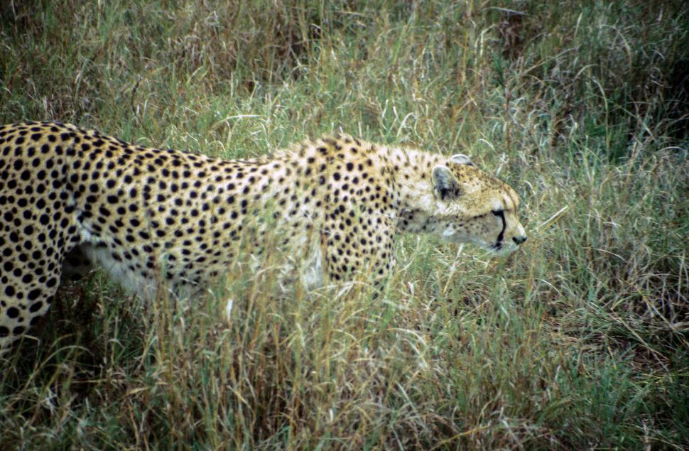 Free Stock Photo of Cheetah in Masai Mara | Download Free Images and ...