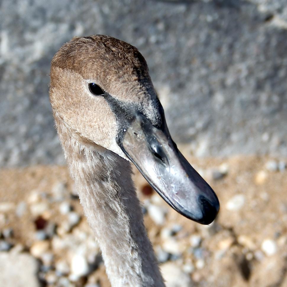 Free Stock Photo of Swan portrait | Download Free Images and Free ...