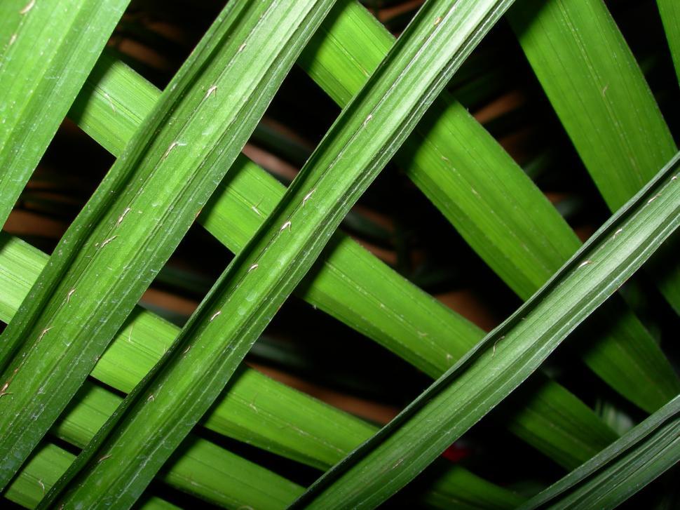 Free Stock Photo of Leaves | Download Free Images and Free Illustrations