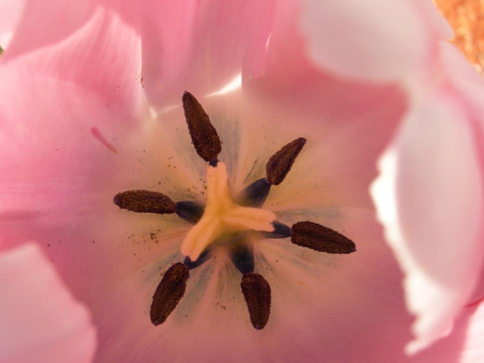 Free Stock Photo of Flowers | Download Free Images and Free Illustrations