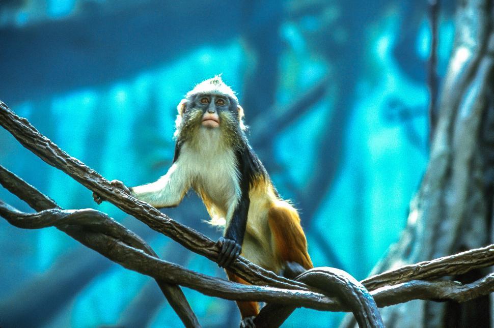 Free Stock Photo of Wolf s mona monkey also known as Wolf s guenon ...