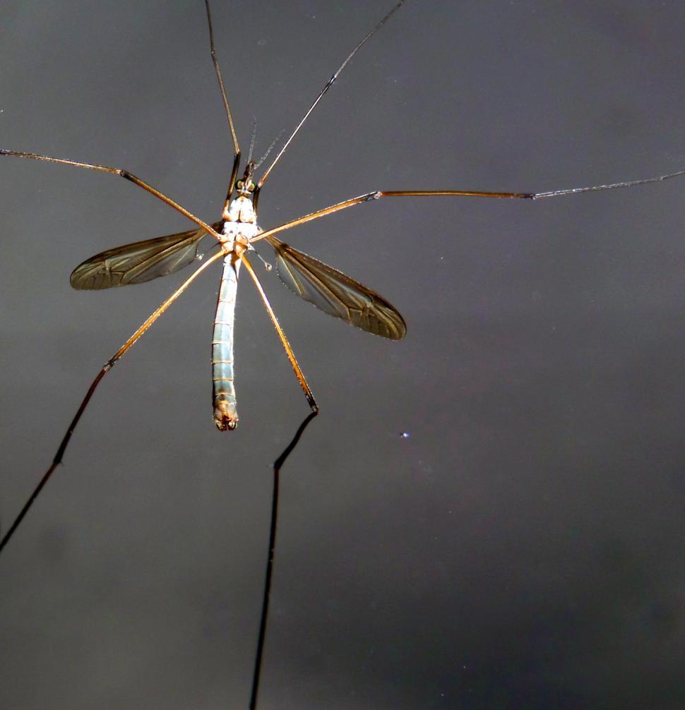 Free Stock Photo of Cranefly underside | Download Free Images and Free ...