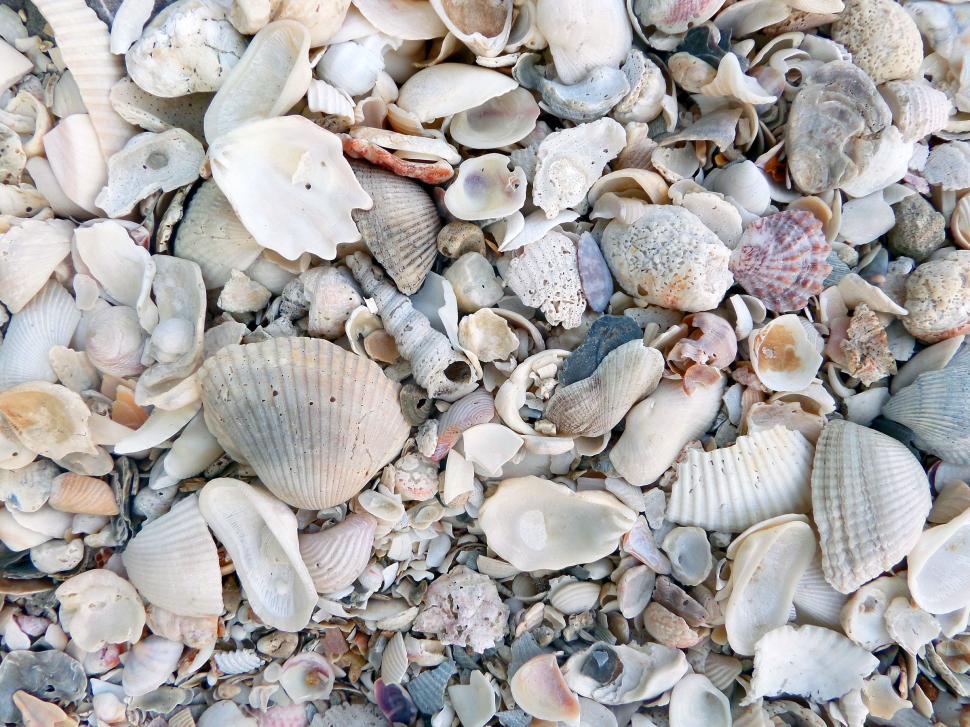 Free Stock Photo of Broken seashell texture close-up | Download Free ...