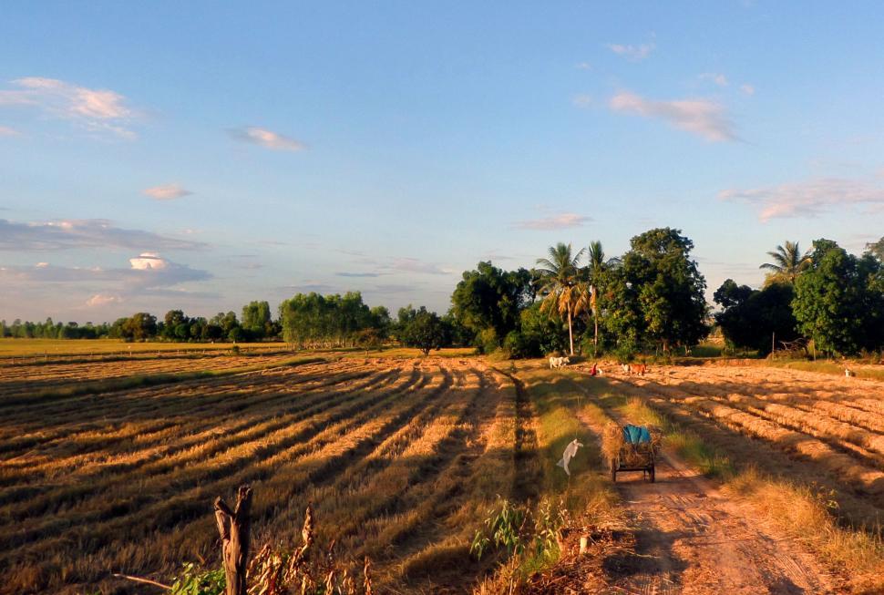 Free Stock Photo of Harvested rice field | Download Free Images and ...