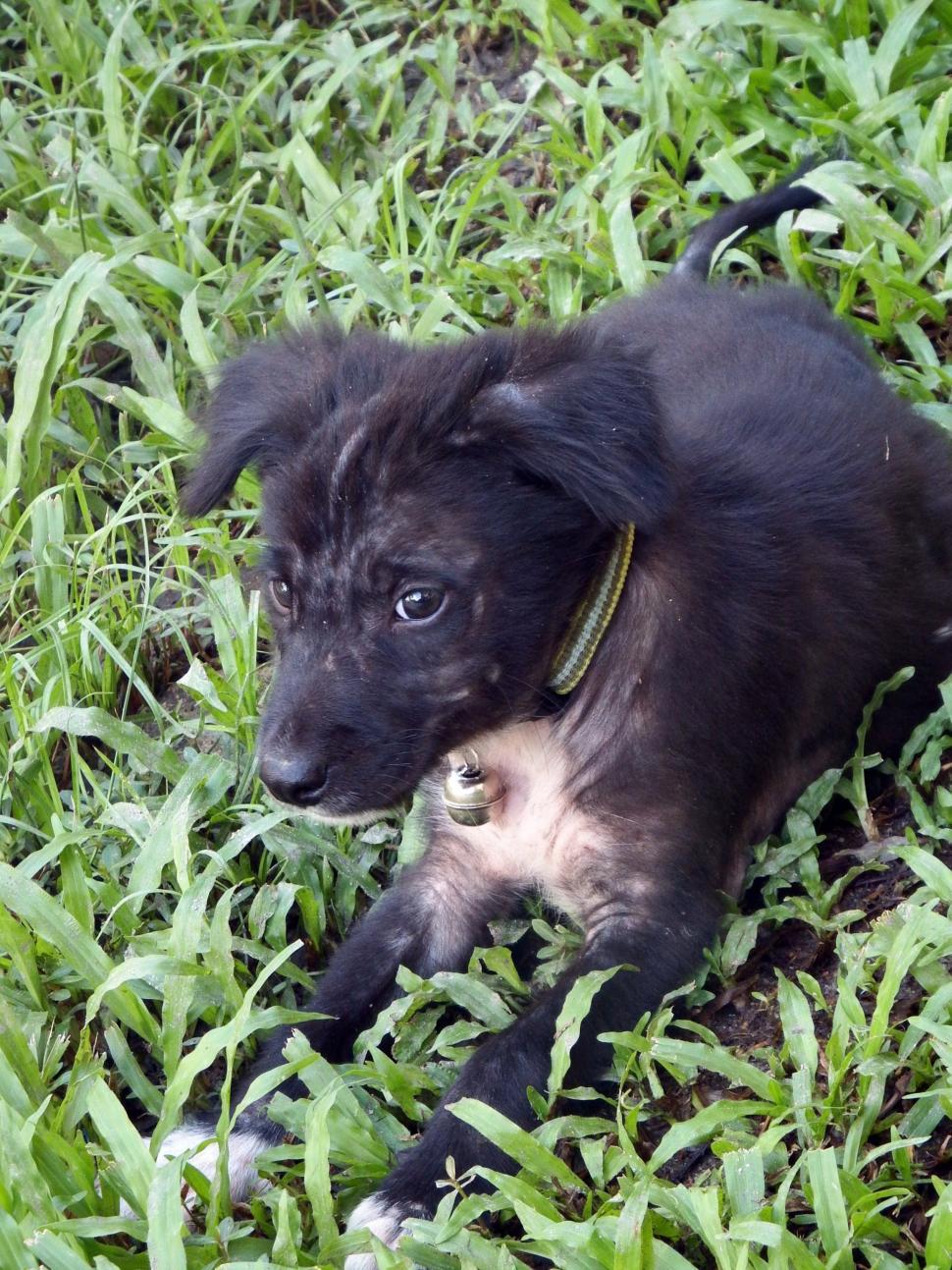 Free Stock Photo of Scruffy Puppy Dog | Download Free Images and Free ...