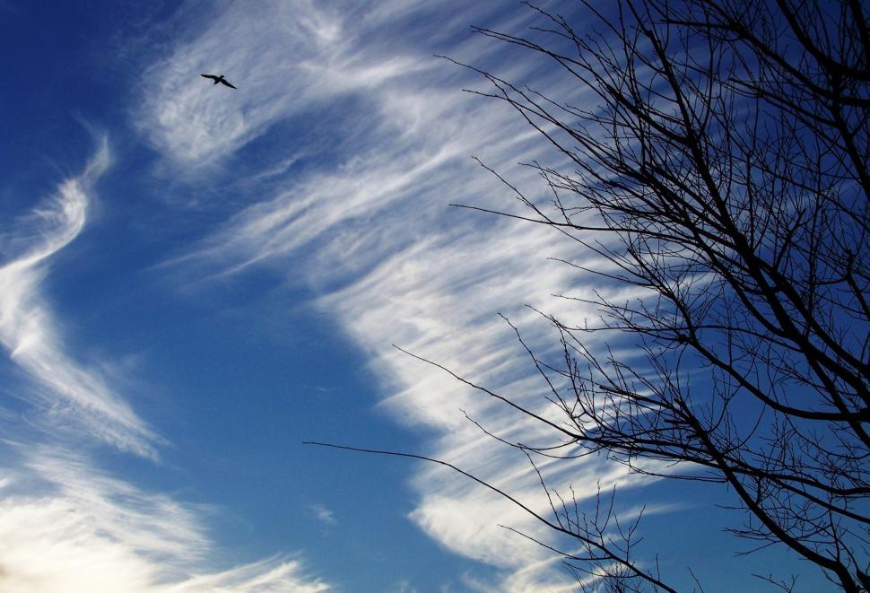 Free Stock Photo of Lone Bird Flying | Download Free Images and Free ...