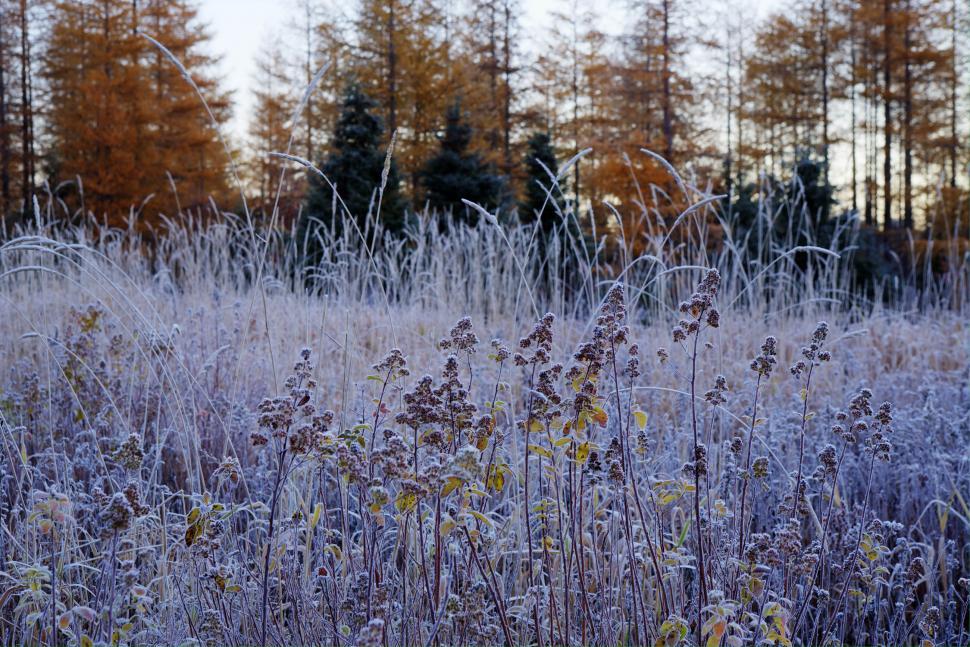 Free Stock Photo of Forst Covered Plants | Download Free Images and ...