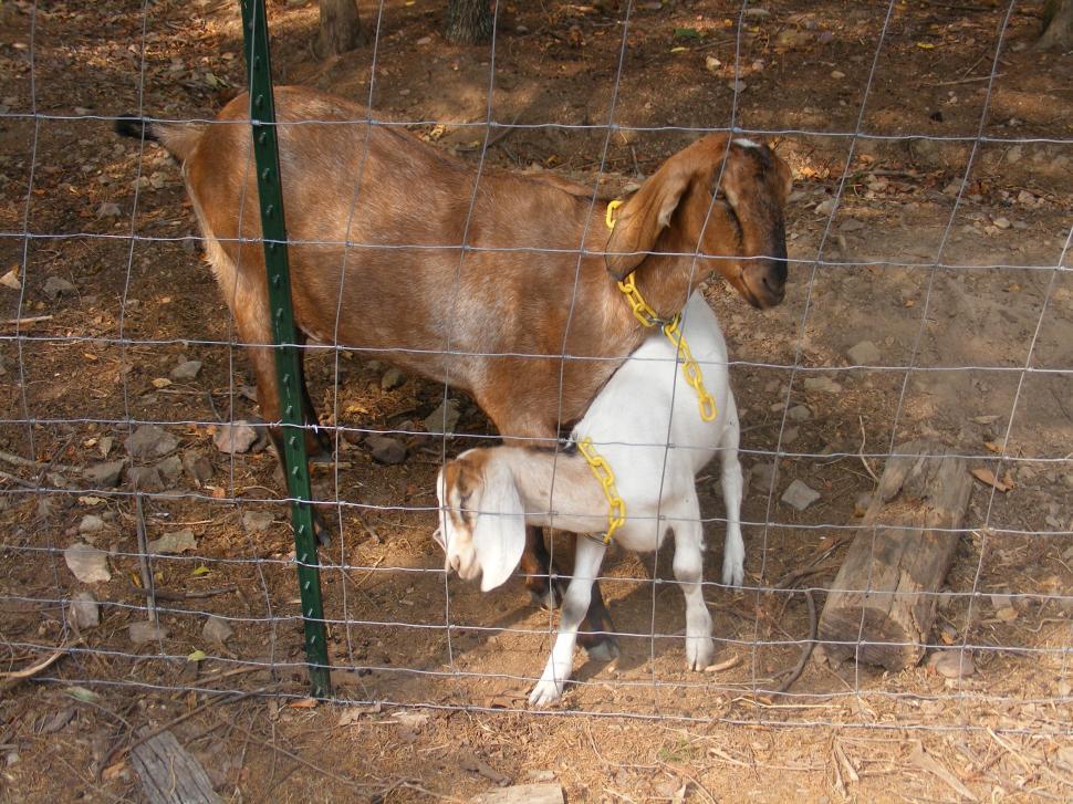 Free Stock Photo of Two Goats | Download Free Images and Free Illustrations