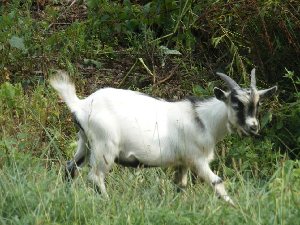 Free Stock Photo of Wild goat | Download Free Images and Free Illustrations
