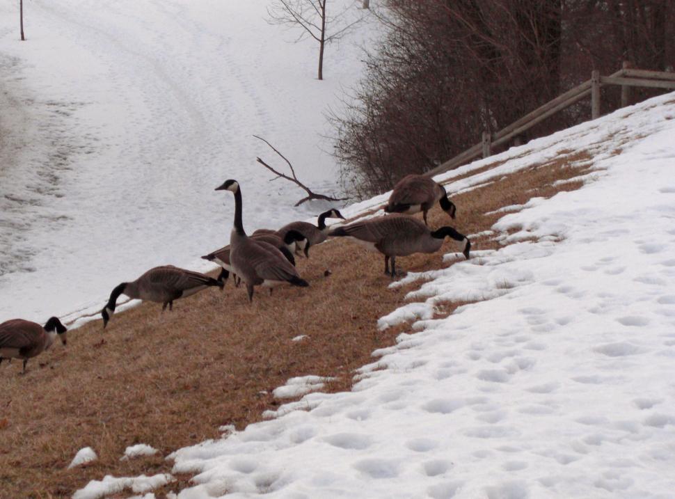 Free Stock Photo of Chilly Geese | Download Free Images and Free ...